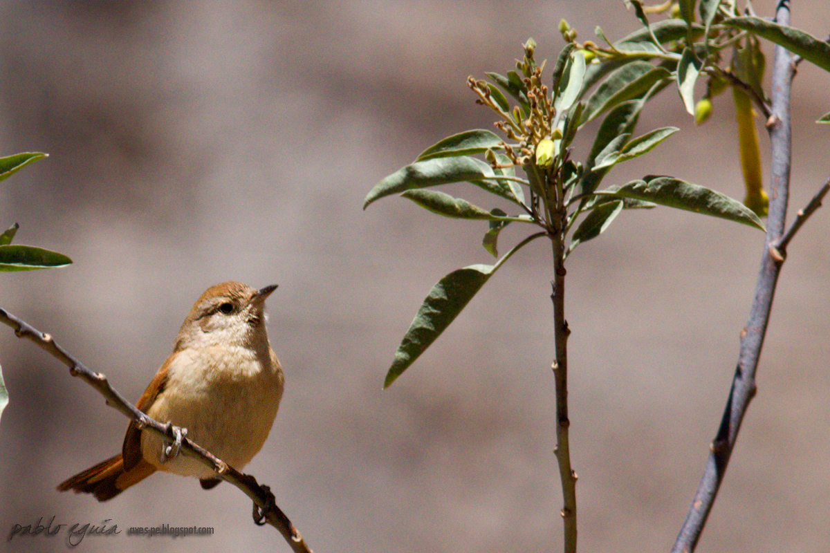 mis fotos de aves: Asthenes dorbignyi Canastero Rojizo Creamy-breasted ...