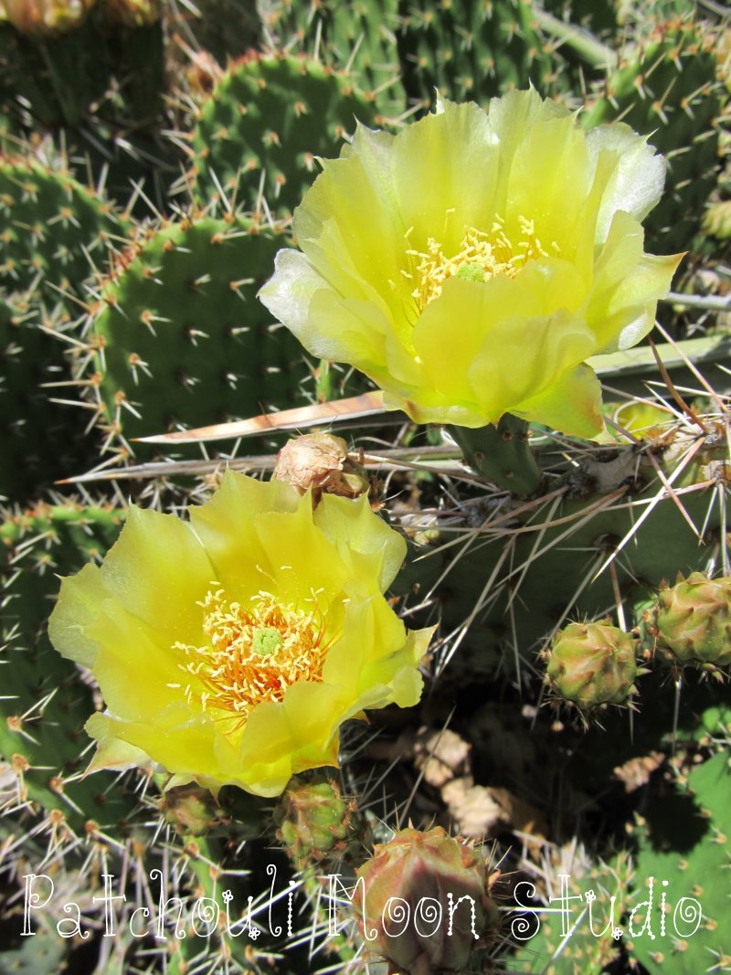 Patchouli Moon Studio: Prickly Pear Cactus Flowers