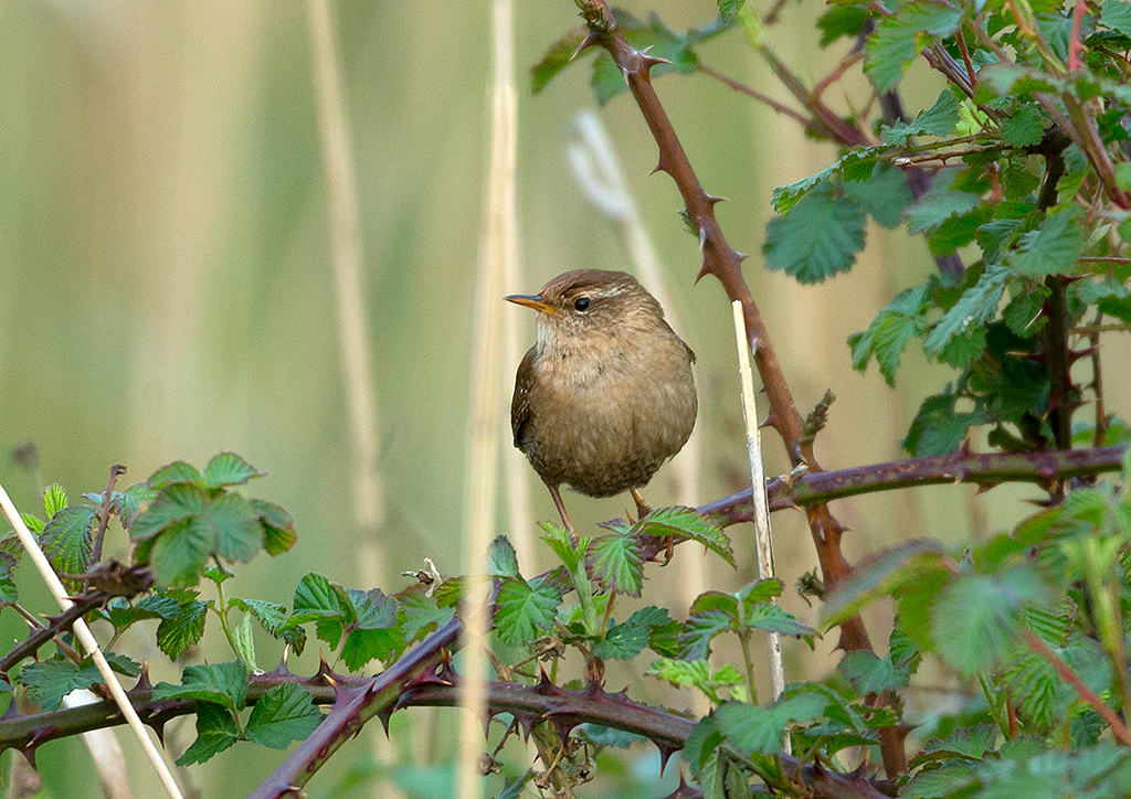 CAMBRIDGESHIRE BIRD CLUB GALLERY: Wren