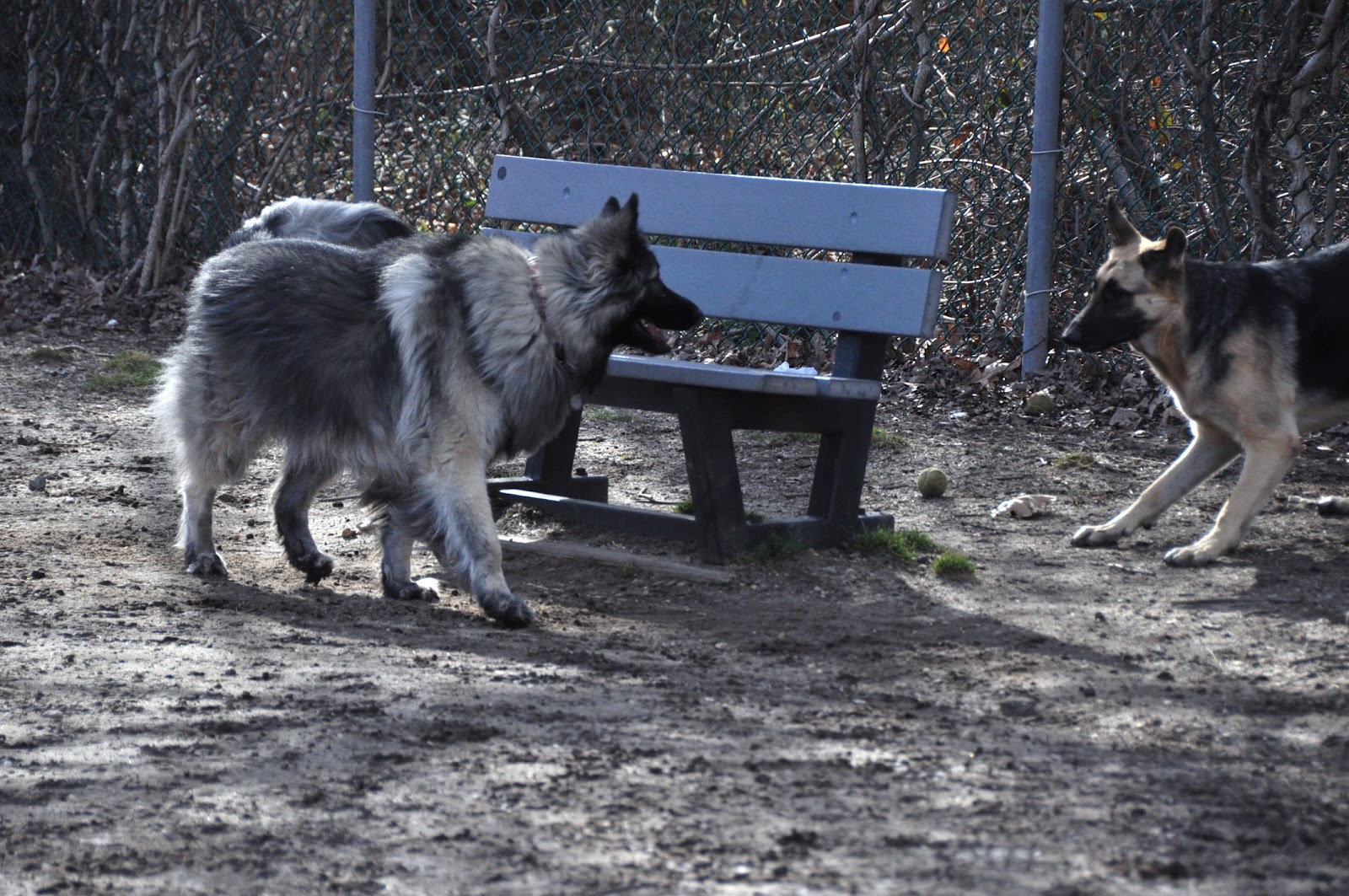 Cooper's Shiloh Shepherd Blog