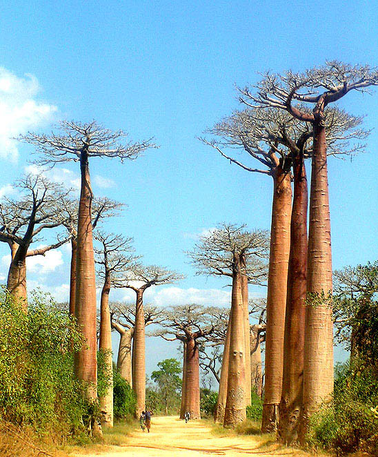 Avenue of the Baobabs - PICXACT - "Amazing Findings imageblog"