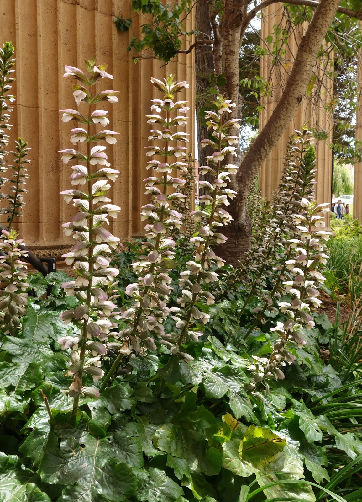 Fra frø til blomst: Palace of Fine Arts