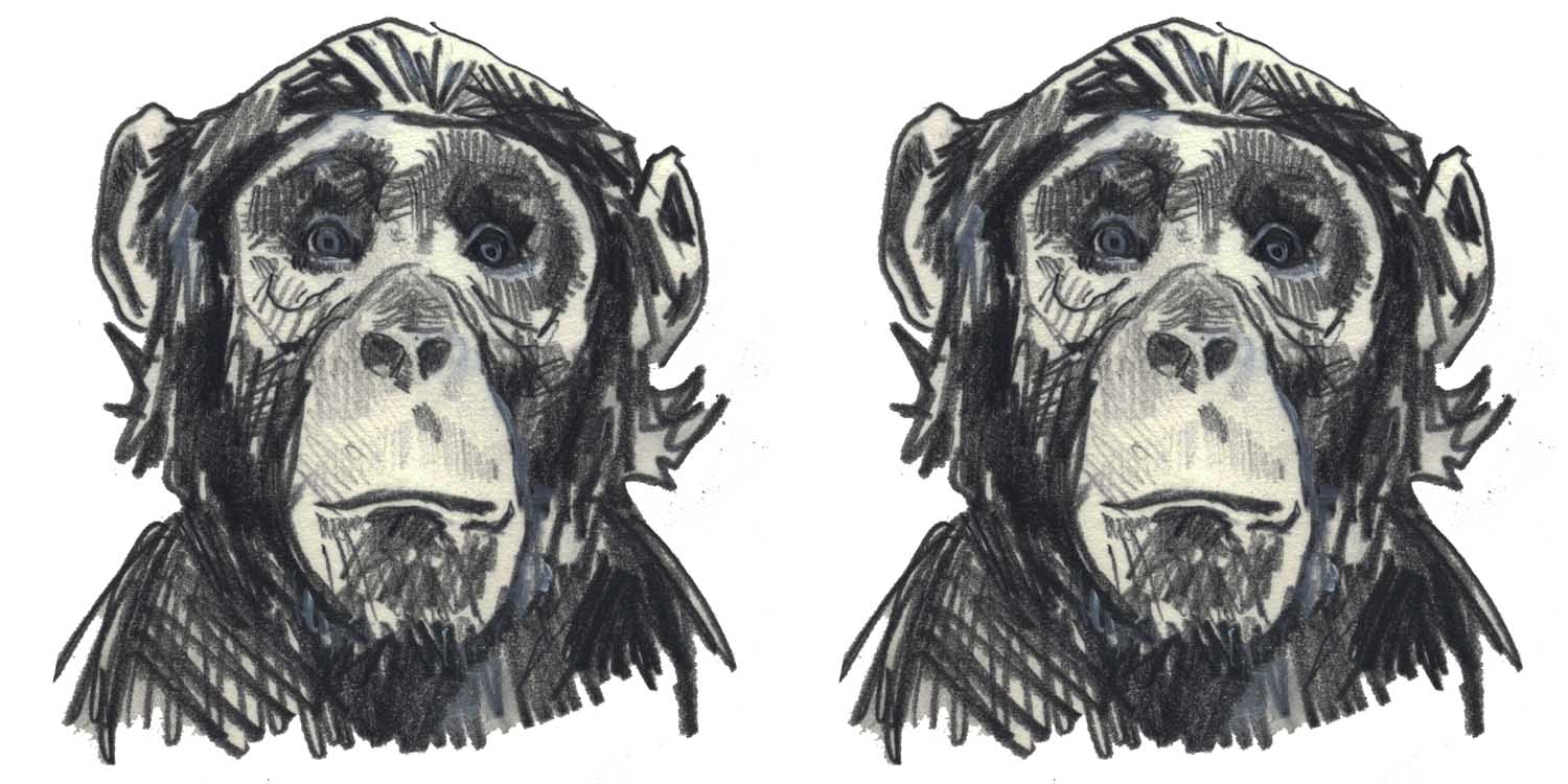 NATHANIEL GOLD: Chimp Sketch of the week #6