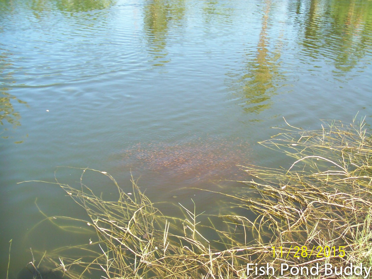 Fish Pond Buddy: How to Catch and Clean a School of Mudfish Fry