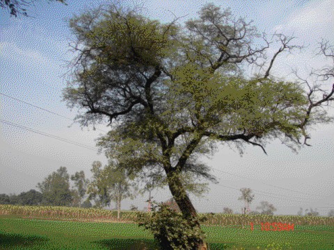 Non-Timber Forest Products: Babul