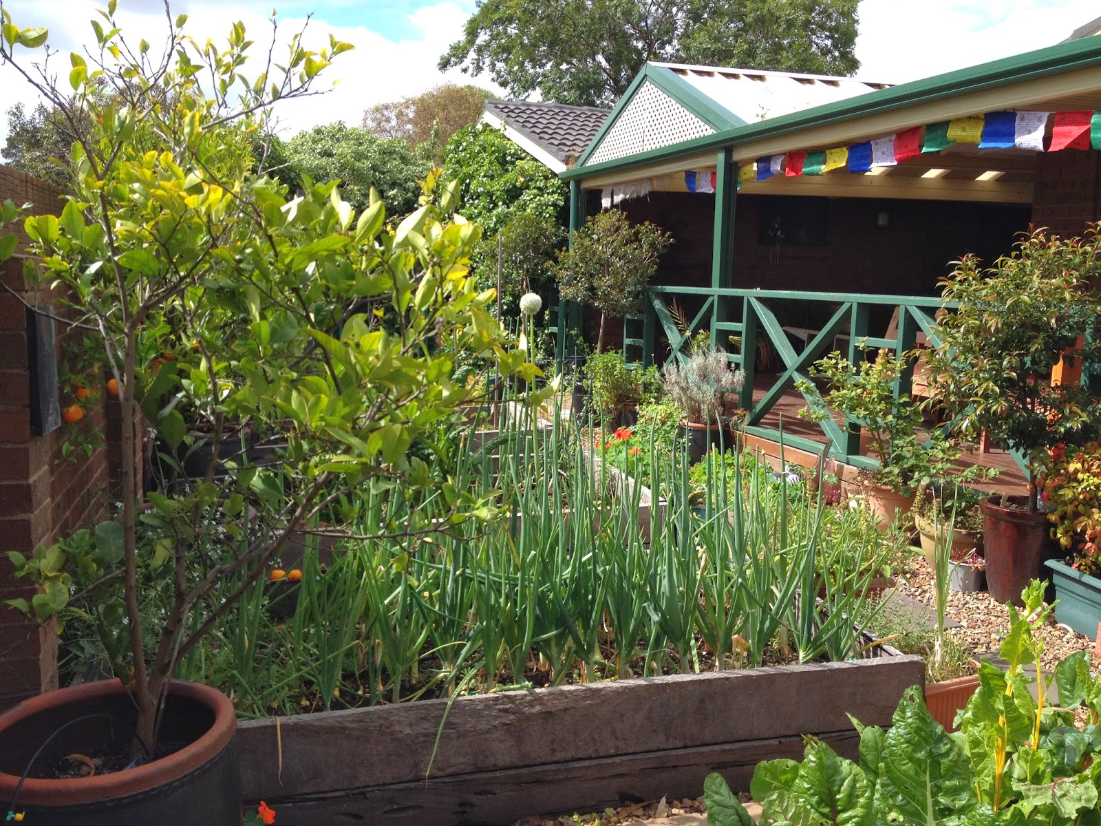 November Suburban Food Farm Update - The Greening of Gavin