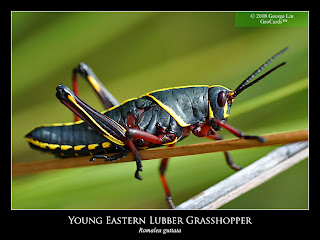 Arab Pest Control: Grasshoppers