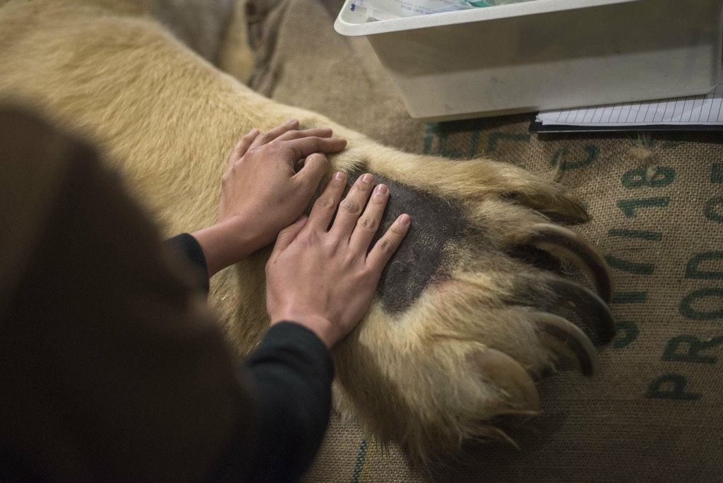 Daily Timewaster Polar Bear Paw Compared To Human Hands Daily Timewaster Polar Bear Paw Compared To Human Hands