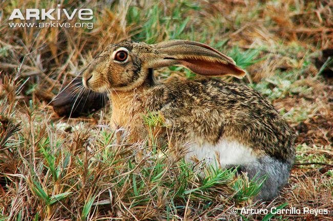 The Bunny Parade: Especies de liebres y conejos en México