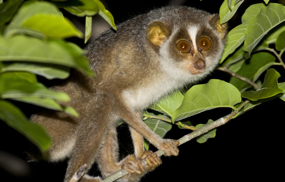 Kariyanshola Trail Package - Kerala Jungles