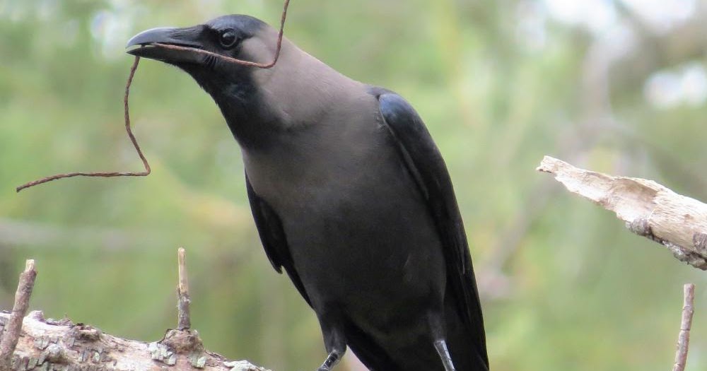 FORREST NGO: Birds in Our Neighbourhood