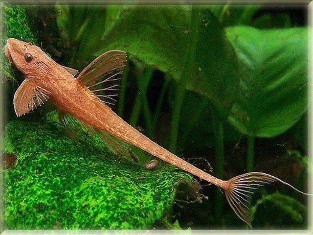 Freshwater Fish That Start With W Letter | Animals Name A To Z
