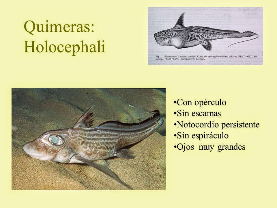 Info animales: HOLOCÉFALOS