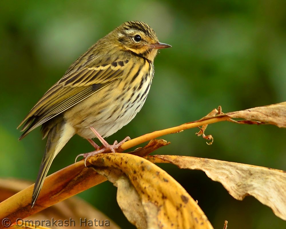 Indian Birds Photography: [BirdPhotoIndia] Olive-backed Pipit