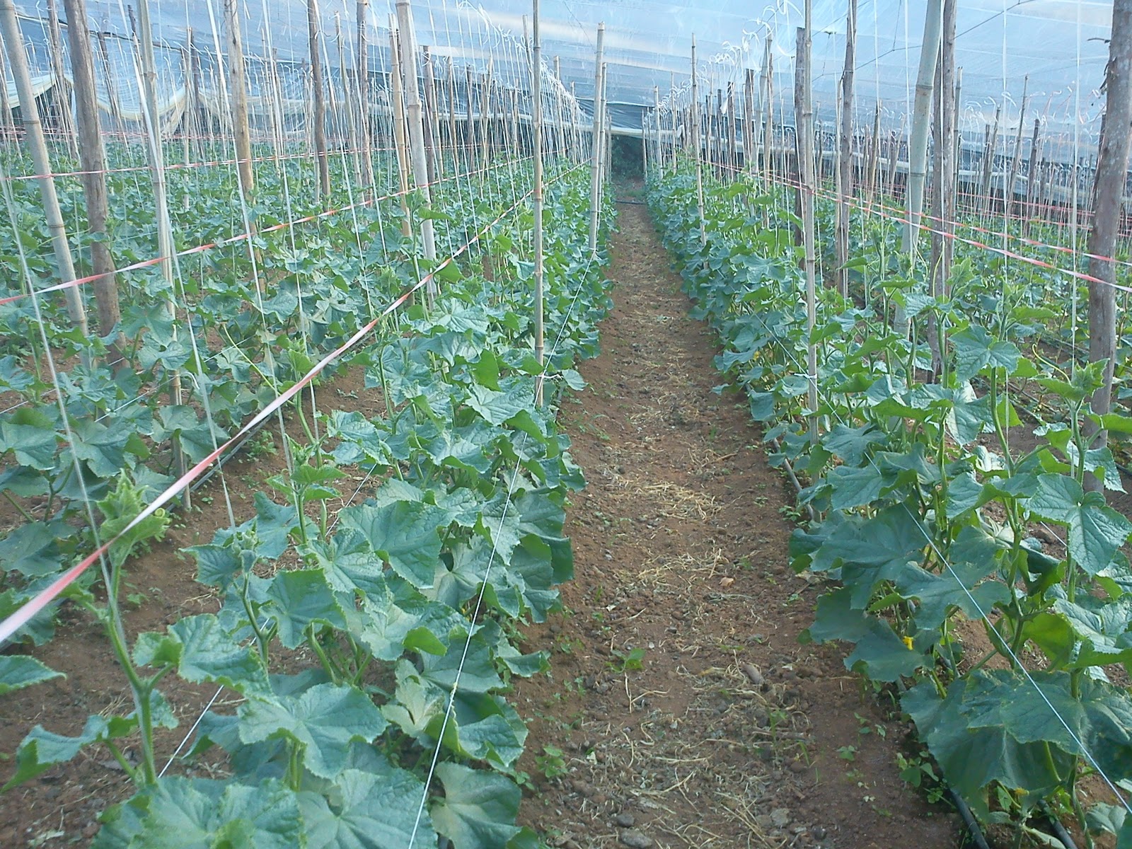 plantação em estufa: Cultivo de Pepino