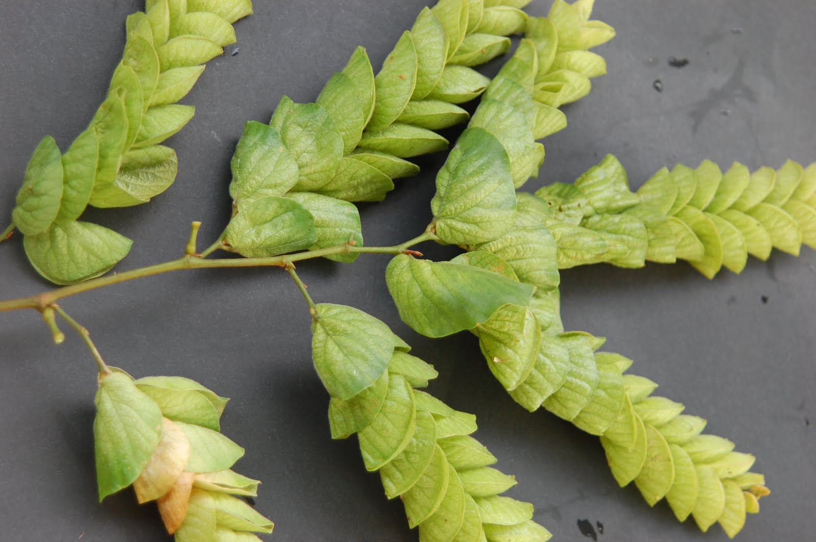 Herba: Pokok Seringan/ Meringan