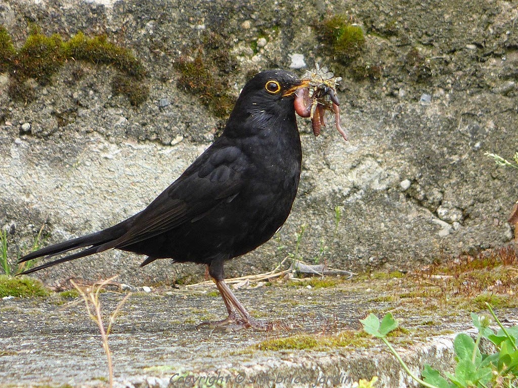 sim-brico-jardin: Merlette et ses bébés.