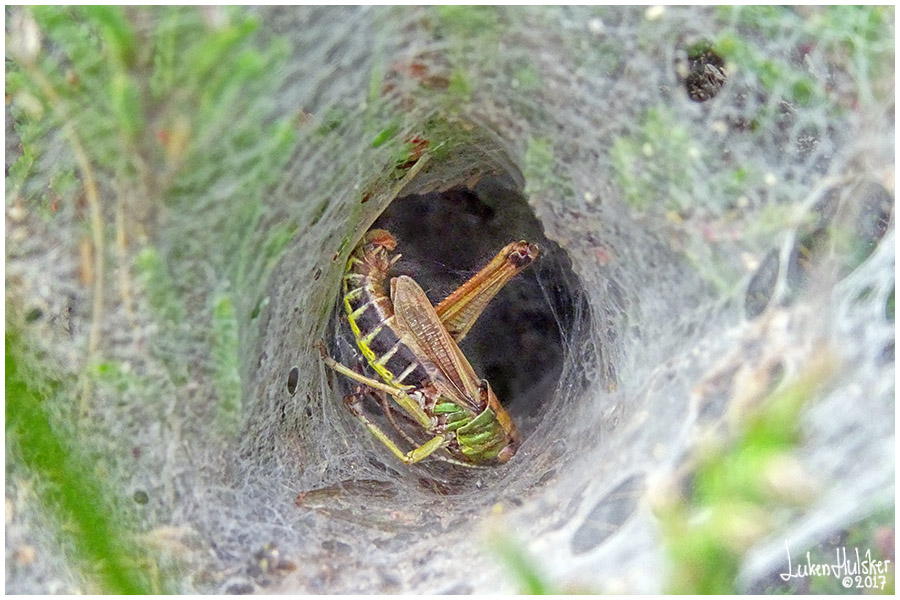 LH VANDAAG: Trechterspin met een sprinkhaan als prooi bij zijn hol!