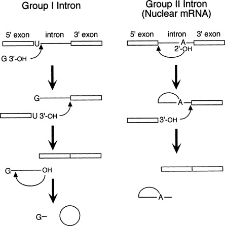 RNA SPLICING