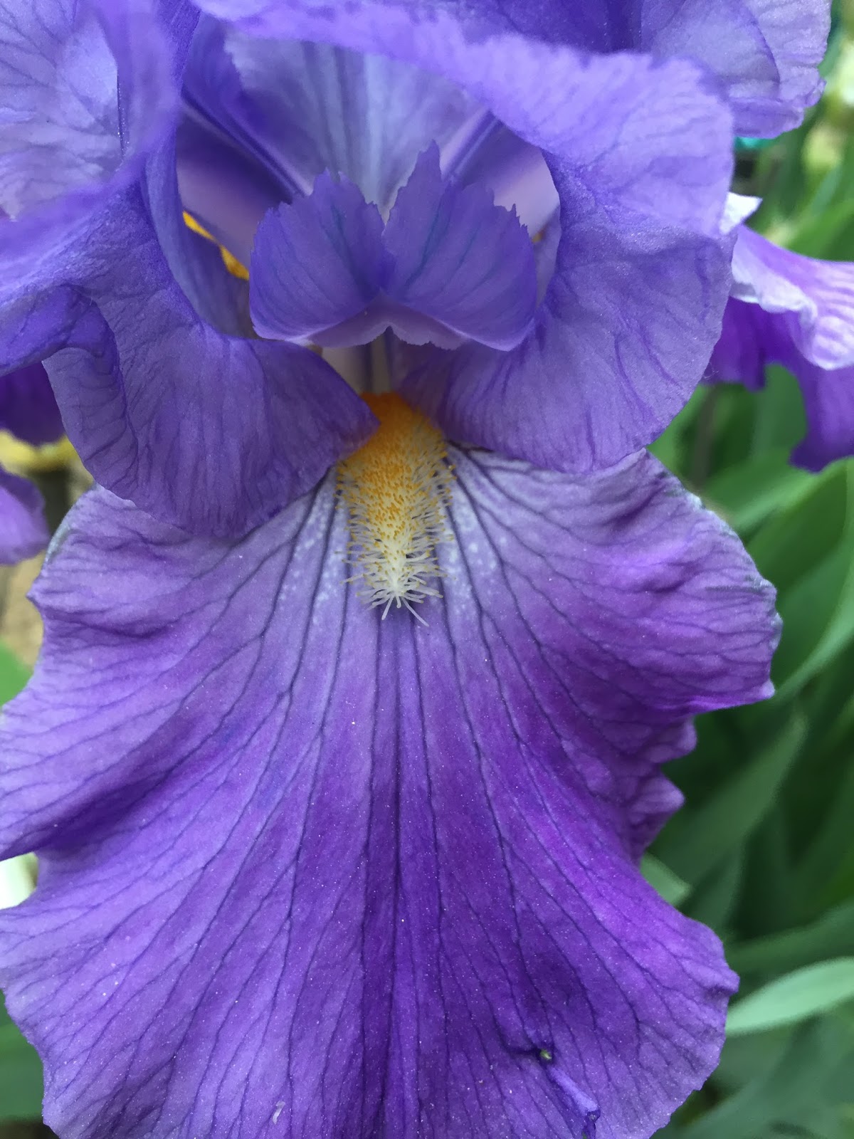 JeffCo Master Gardeners: Growing Bearded Iris in Colorado by Carol King JeffCo Master Gardeners: Growing Bearded Iris in Colorado by Carol King