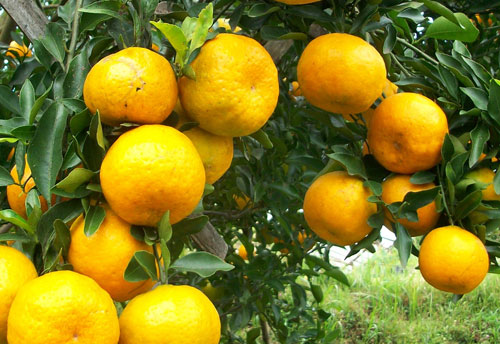 Bibit Jeruk - Larasati Garden