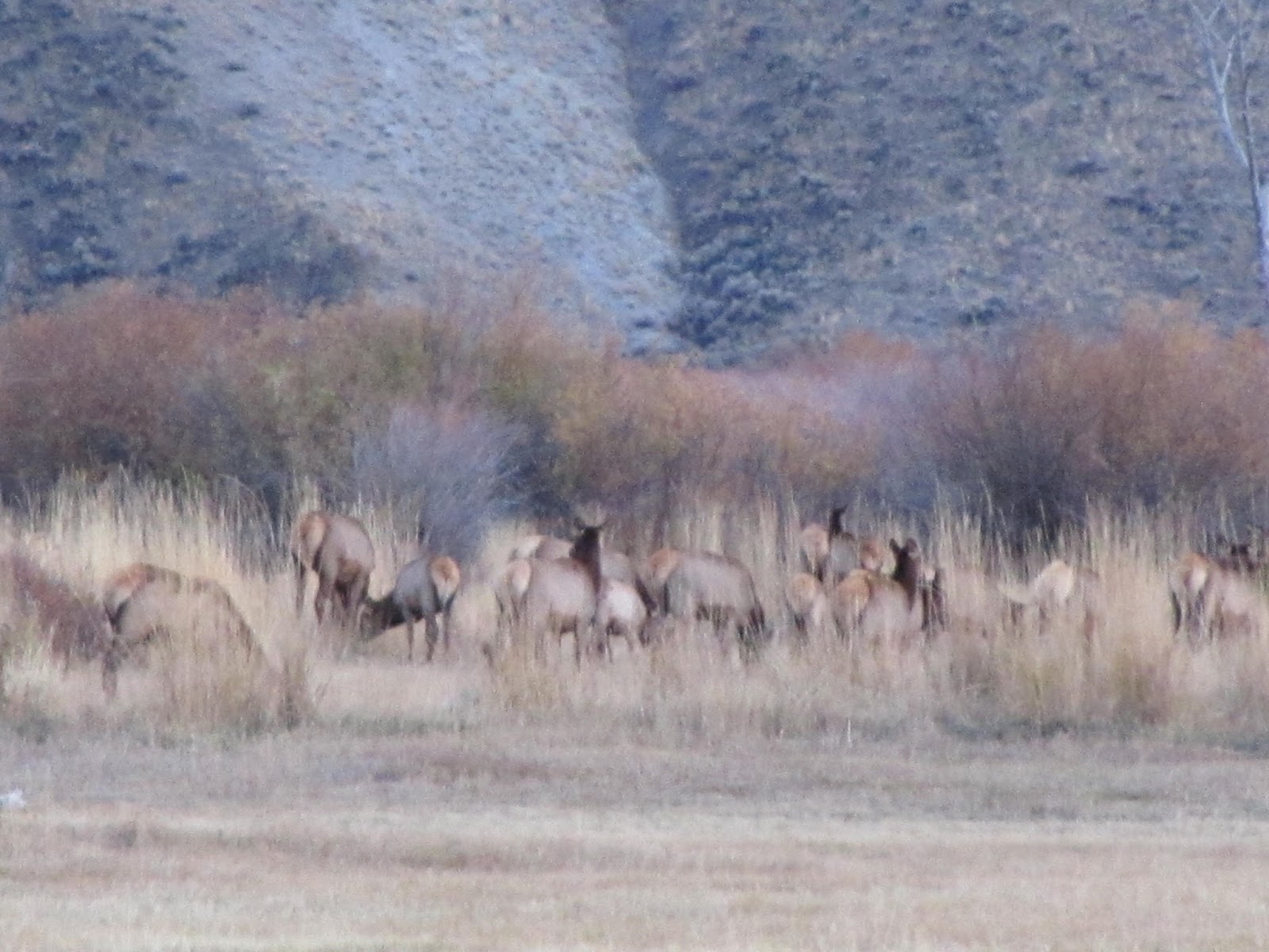 Keeping Focused: Gang of Elk