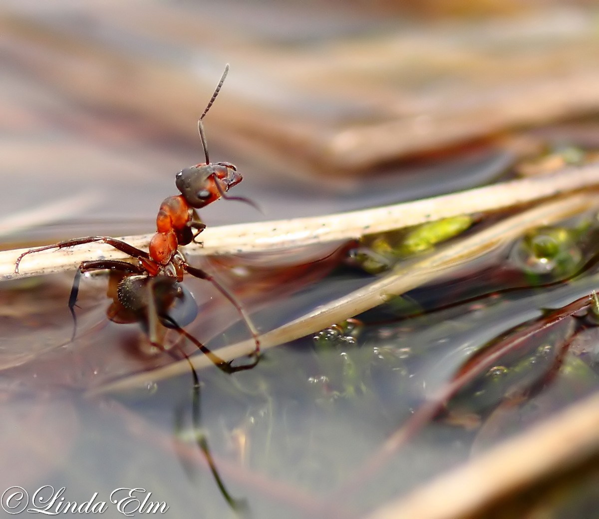Fotograf LindaElm: Badande myror - Swimming ants