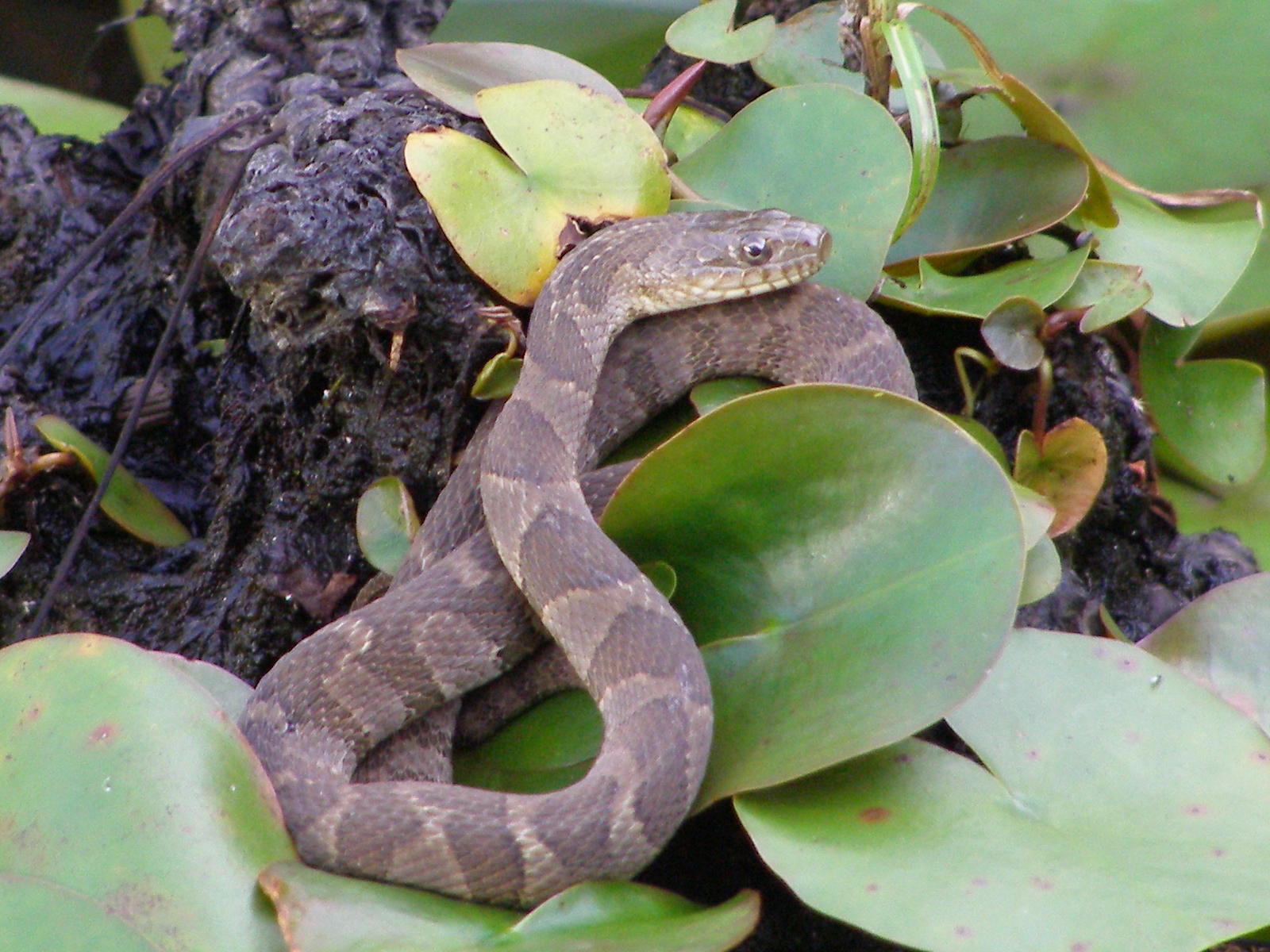 Blue Jay Barrens: Northern Water Snake