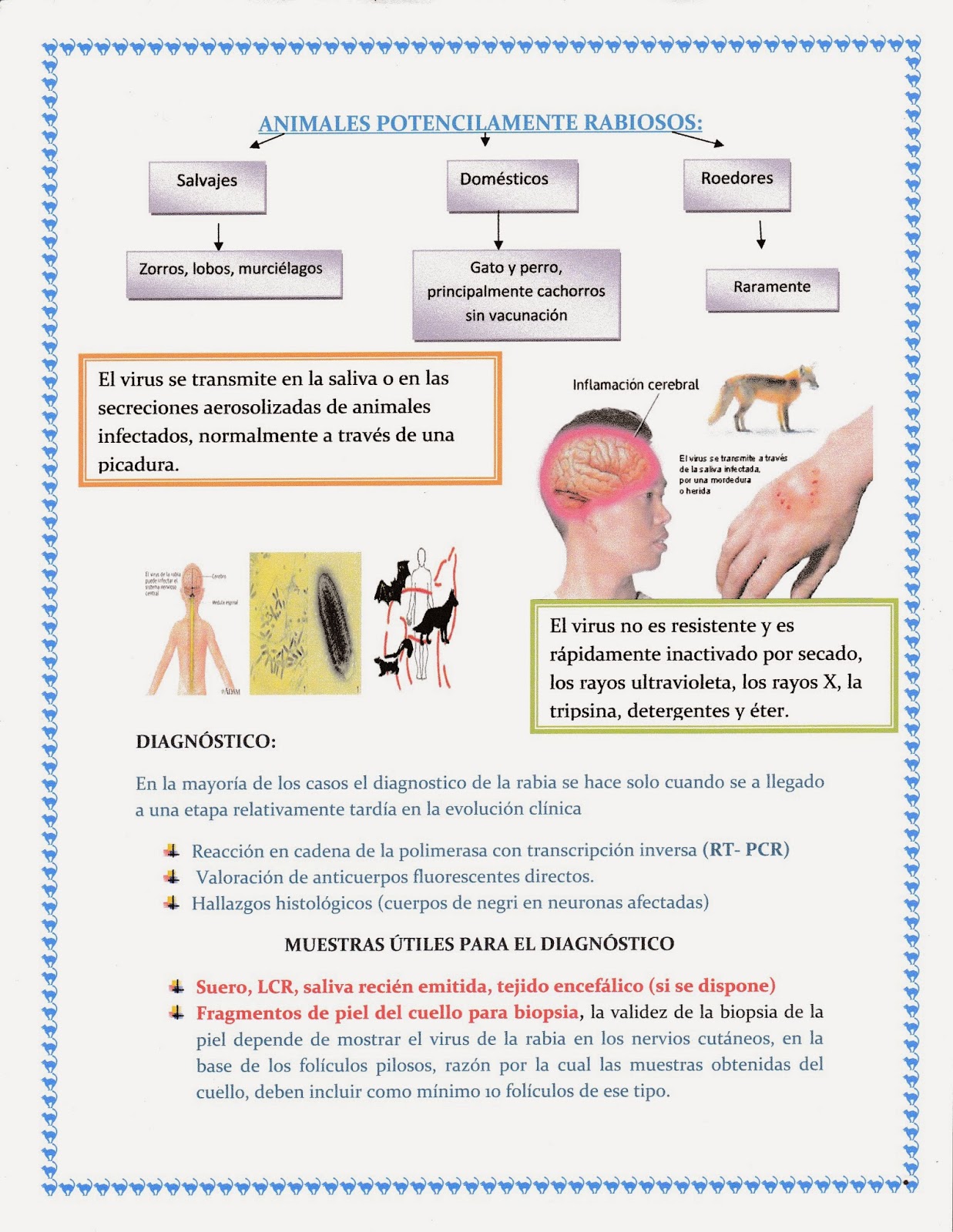 Blog de Microbiología UP TM-27: VIRUS DE LA RABIA