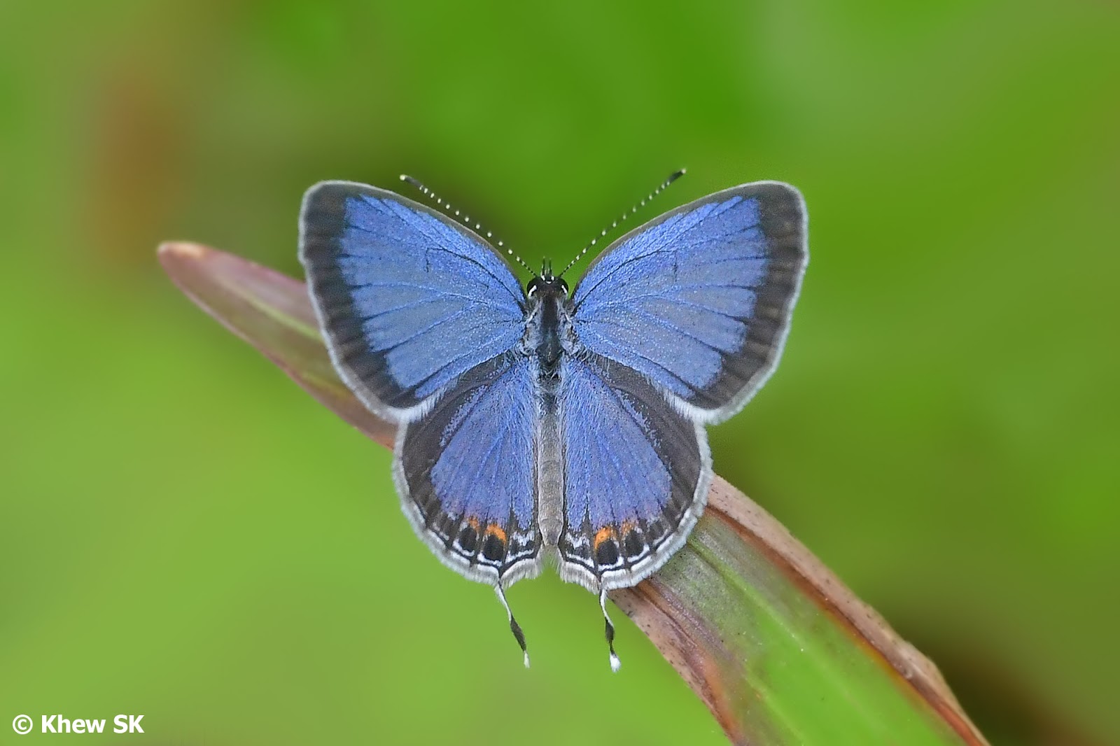 Butterflies of Singapore: Butterfly of the Month - August 2019