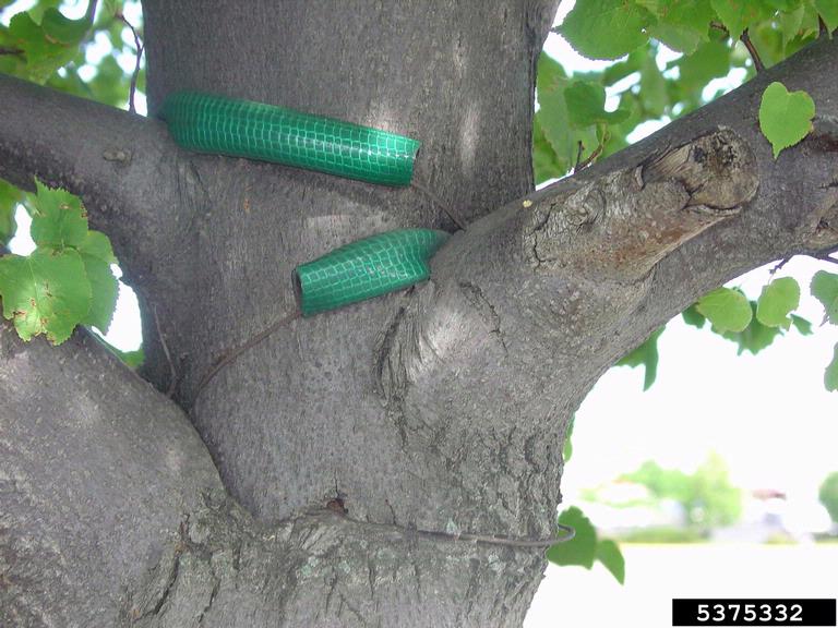 Mis-staking with Good Intentions