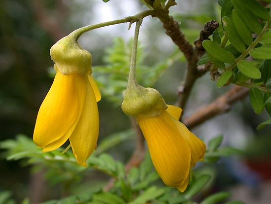Laberinto en extinción: Toromiro (Sophora toromiro)