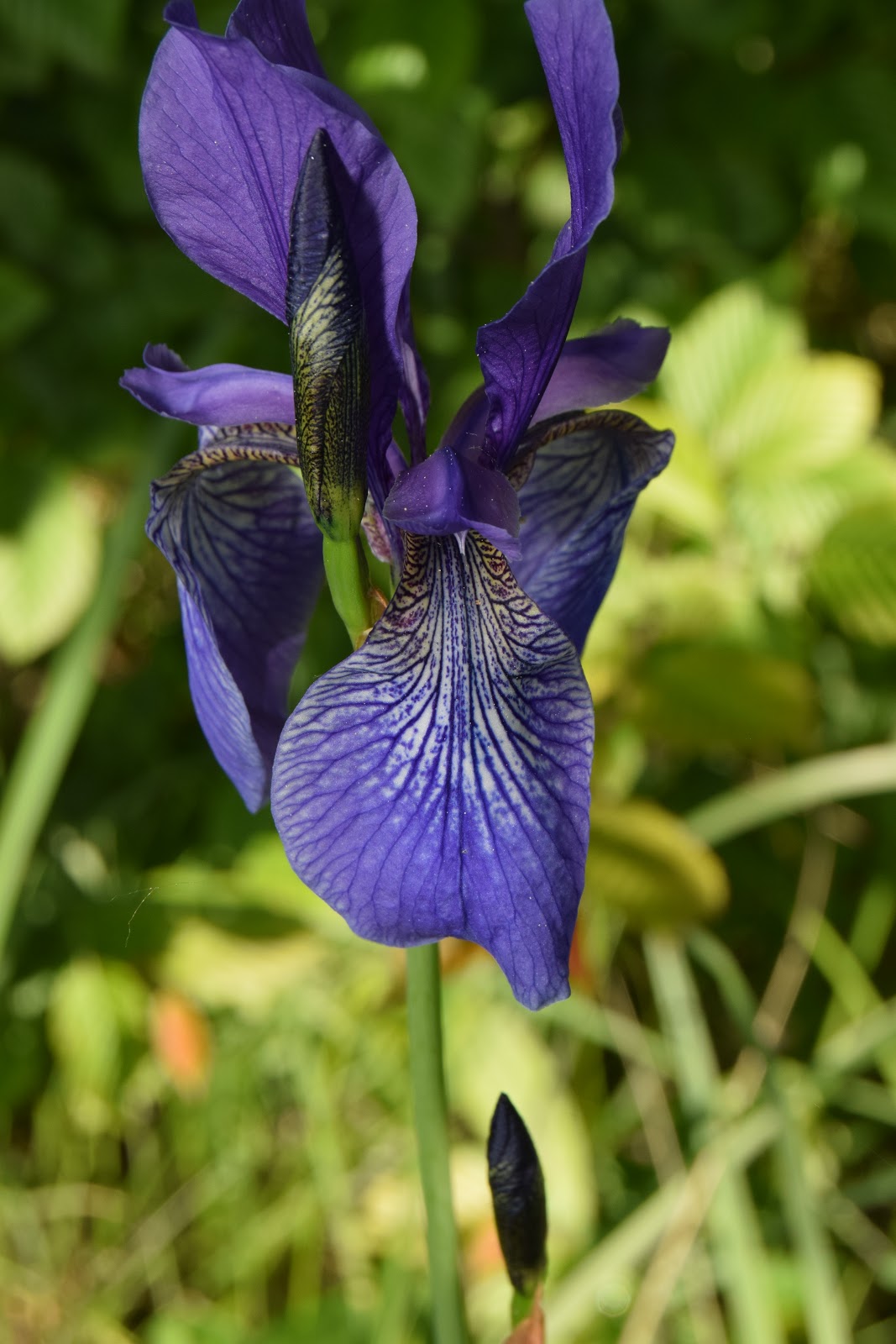 Frumusetile naturii: Iris siberian (Iris sibirica)