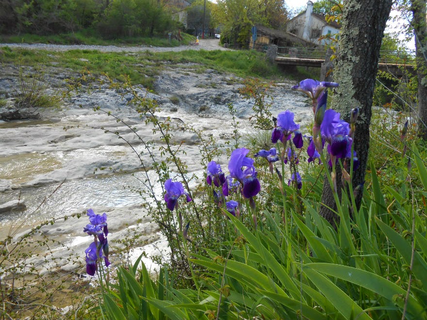 Cro-active: PERUNIKA – IRIS CROATICA