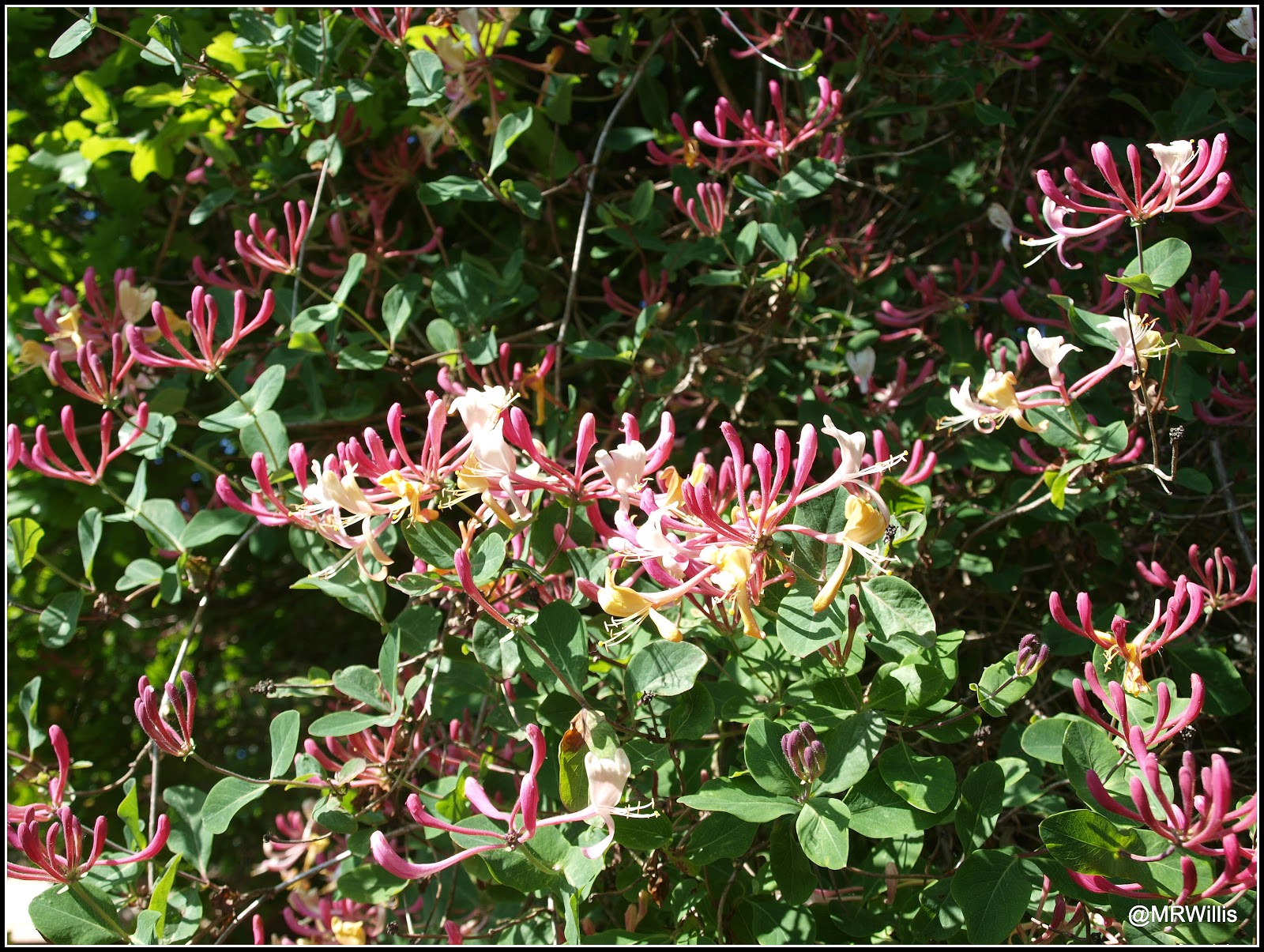 Mark's Veg Plot: Two significant milestones