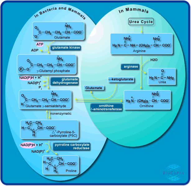 World of Biochemistry (blog about biochemistry): Metabolic map on the ...