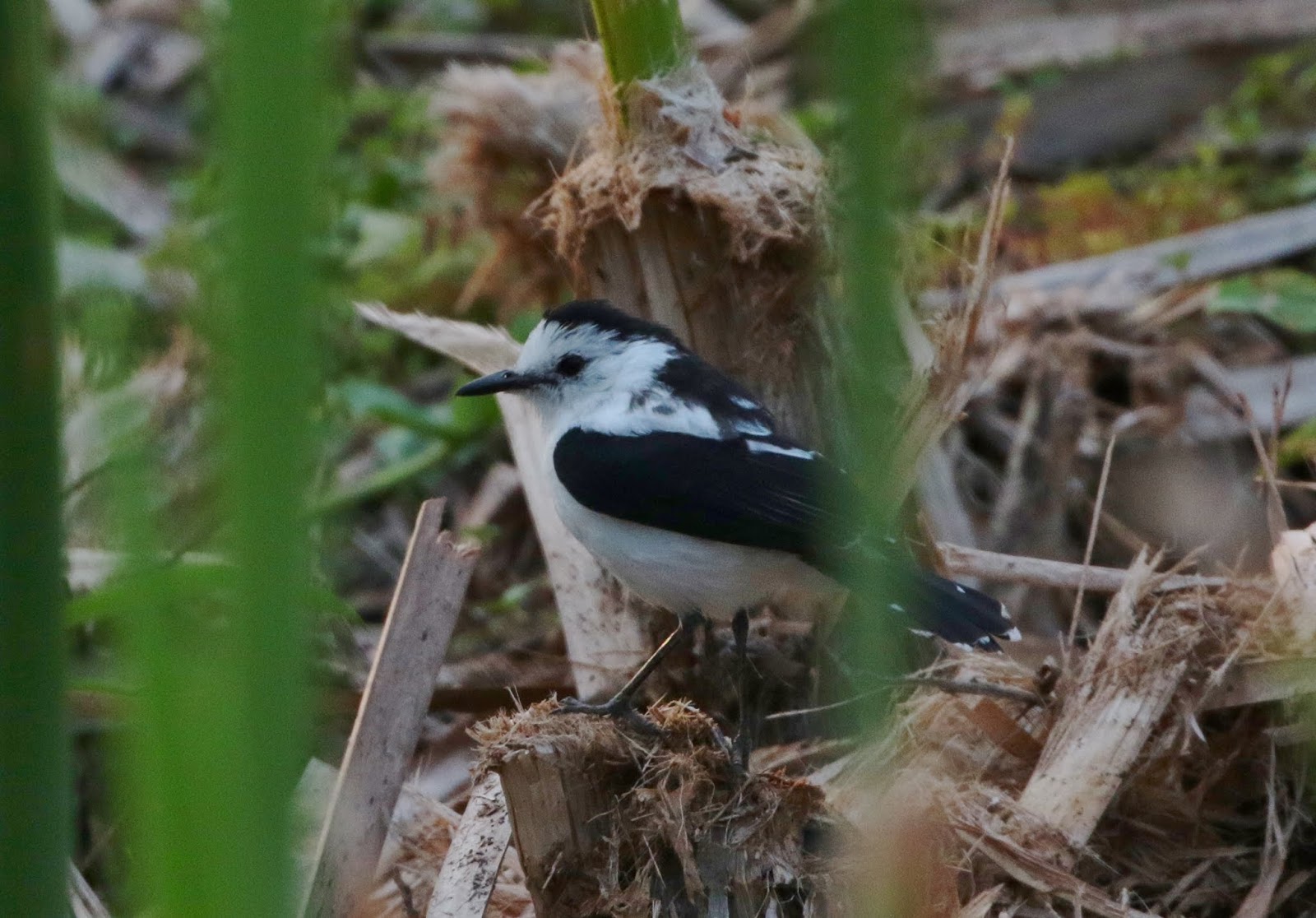 Nuestro bello mundo...: Pajareando en La Hacienda San Martin, Edo ...
