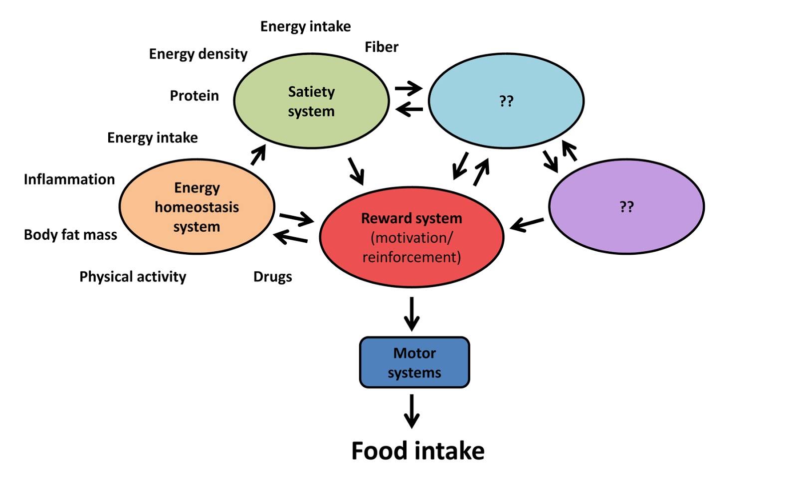 Whole Health Source: Why Do We Eat? A Neurobiological Perspective. Part III