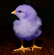 The Purple Chick