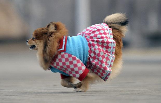 Funny Animals: Funny Dress up Doggs