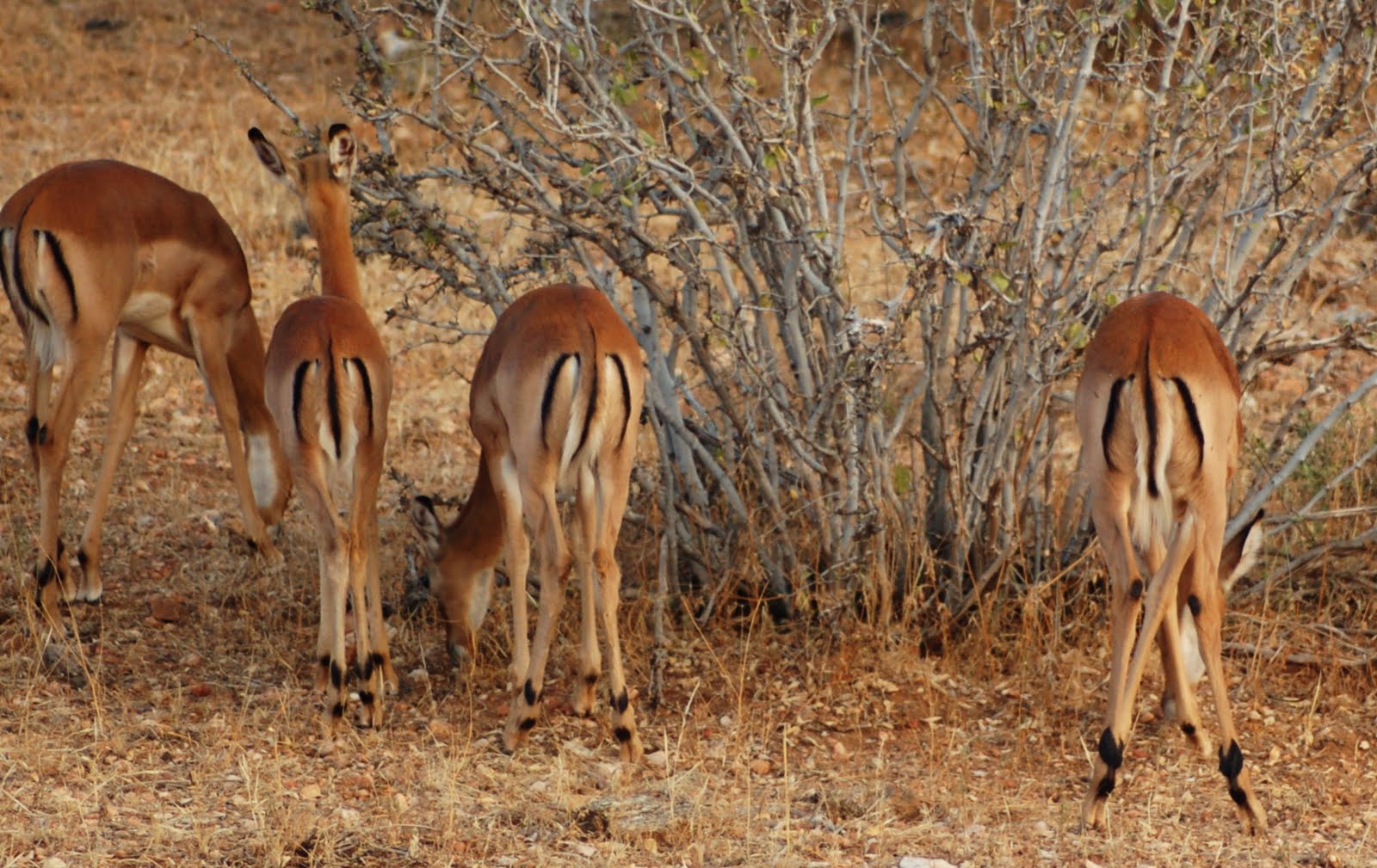 Imagination Lane: The A - Z April Challenge: I