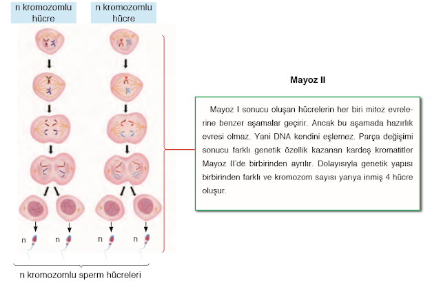MİTOZ VE MAYOZ BÖLÜNME