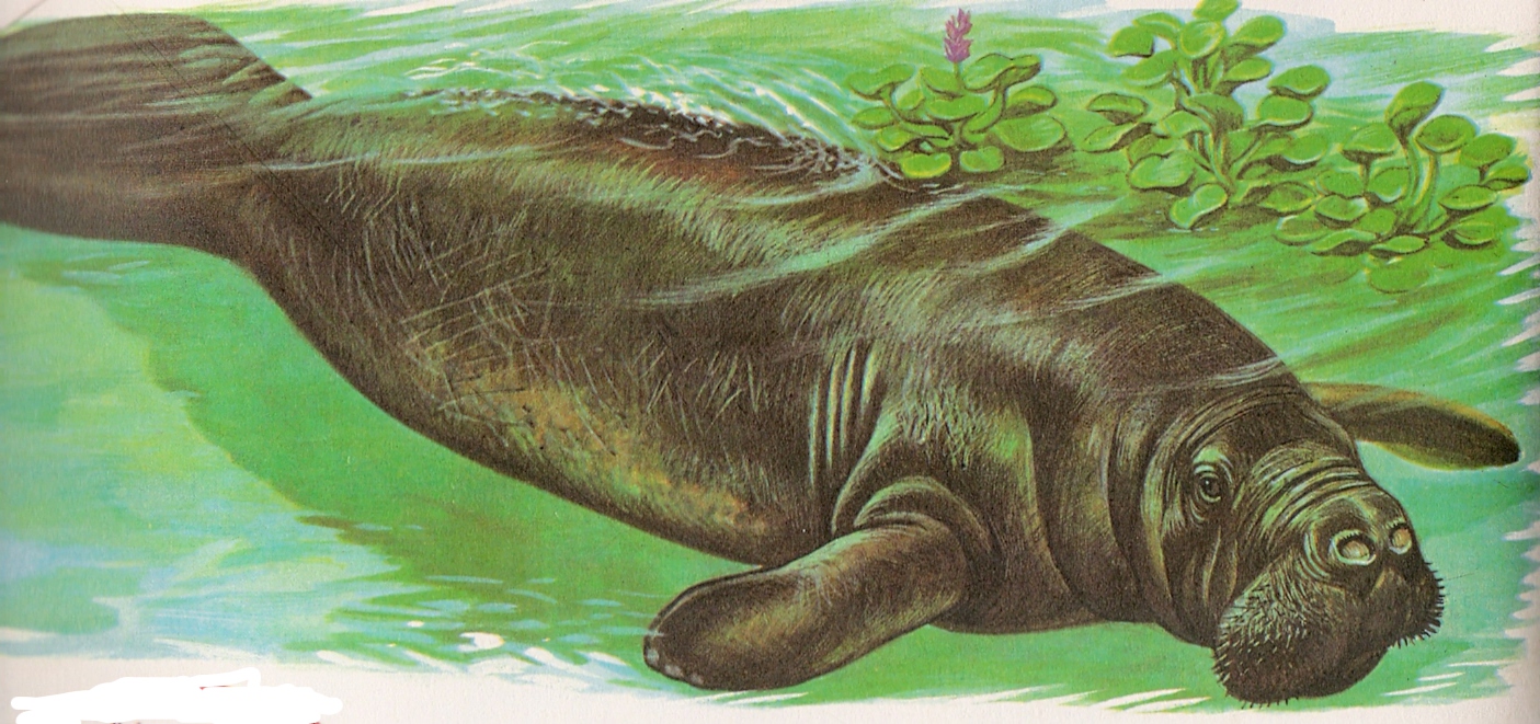 Zoológico Virtual do Koba: Peixe-boi