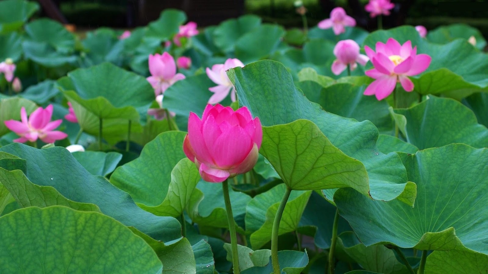 22+ Konsep Terkini Pokok Teratai