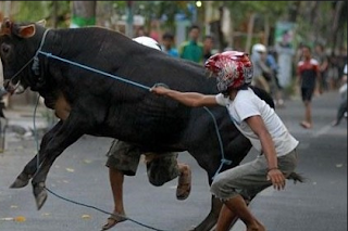 SELUK BELUK PENYAKIT SAPI GILA - BETERNAK DAN MENANAM