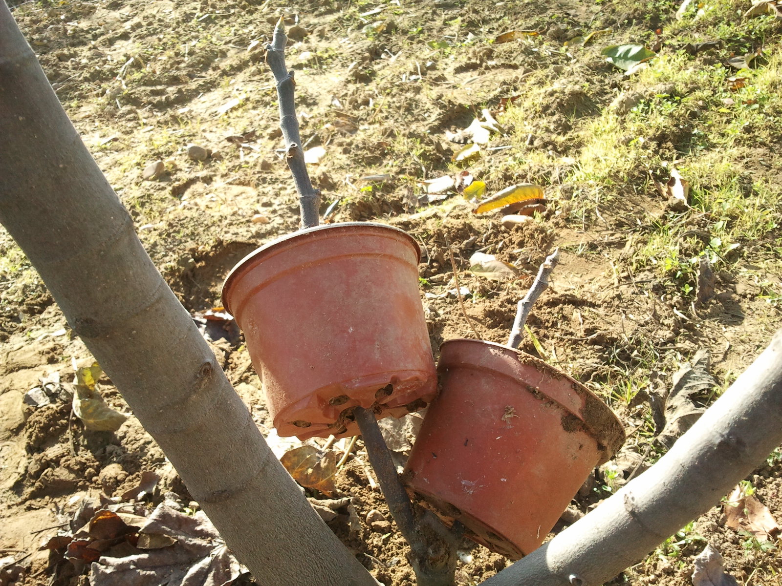 Faenas de la Huerta: Acodado y Acodado Aéreo