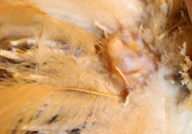 Pam's Backyard Chickens: What is the Preen Gland on a Chicken?