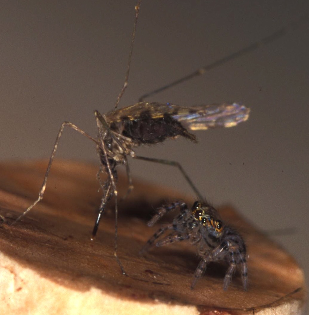 Inkfish: Jumping Vampire Spiders Choose Victims by Headwear