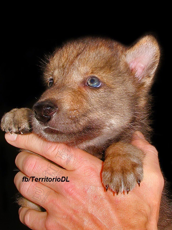 ONG Territorio de Lobos: 111 fotografías de lobos que harán que te ...