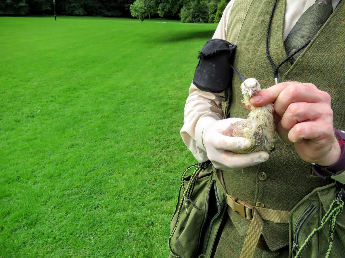 Is Mount Falcon the Best Place for a Hawk Walk in Ireland? | Sidewalk ...